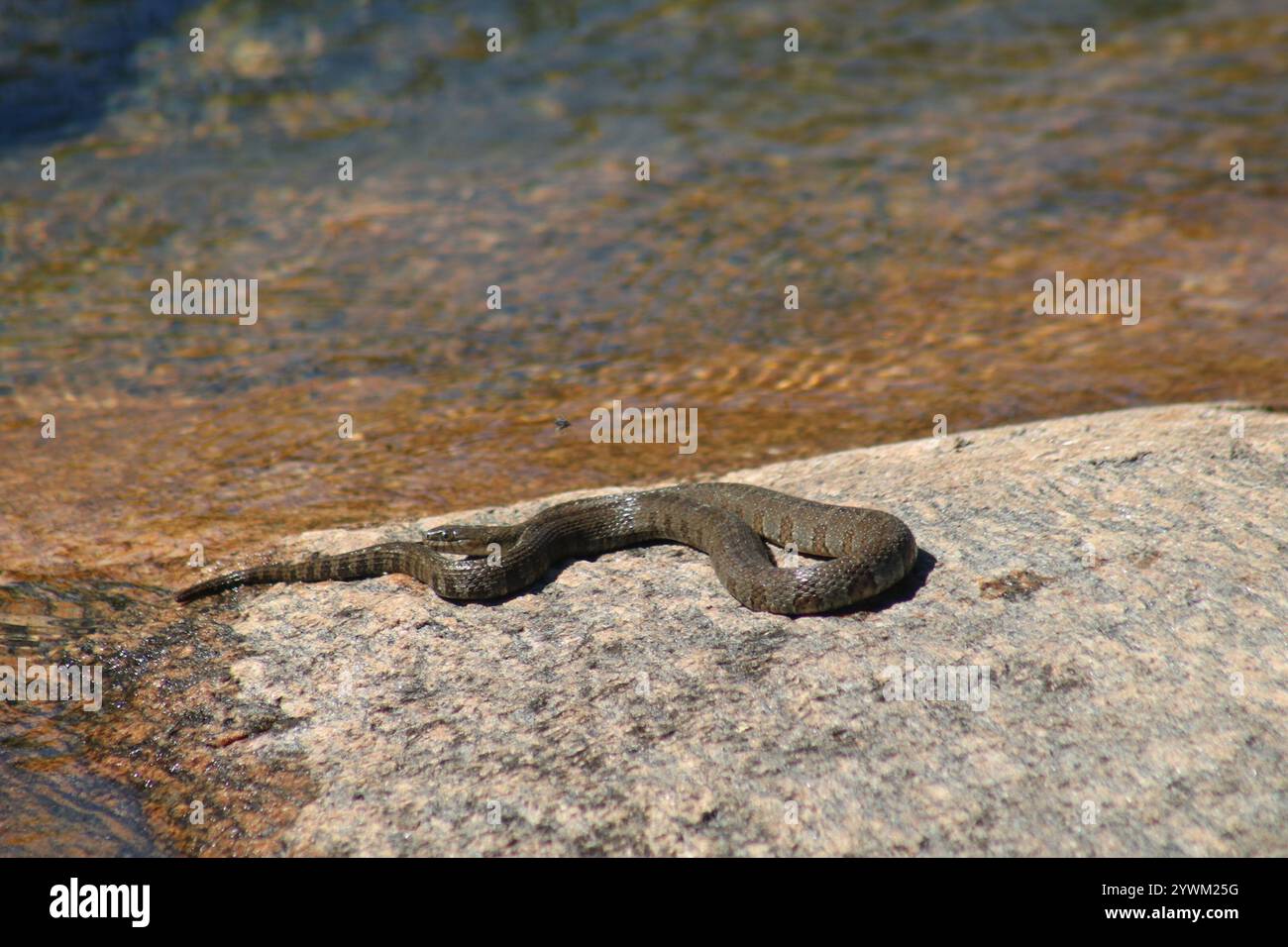 Common Watersnake (Nerodia sipedon Stock Photo - Alamy