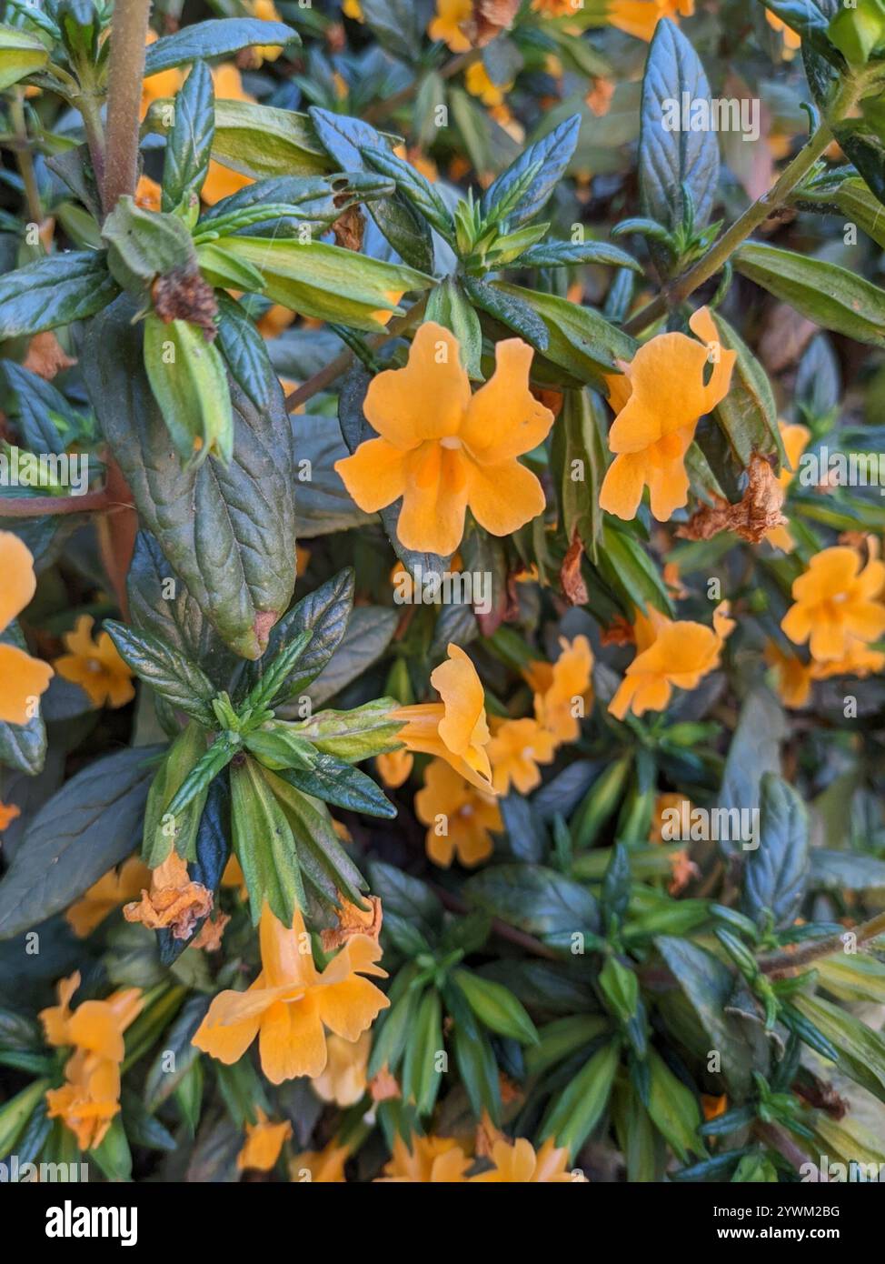 orange bush monkeyflower (Diplacus aurantiacus Stock Photo - Alamy