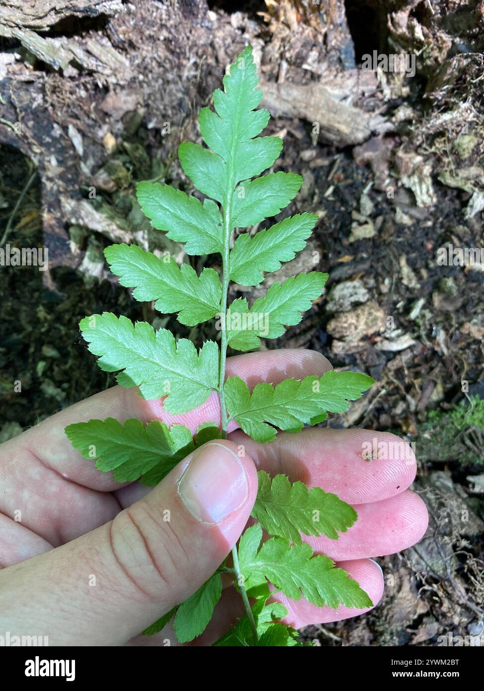 crested wood fern (Dryopteris cristata Stock Photo - Alamy