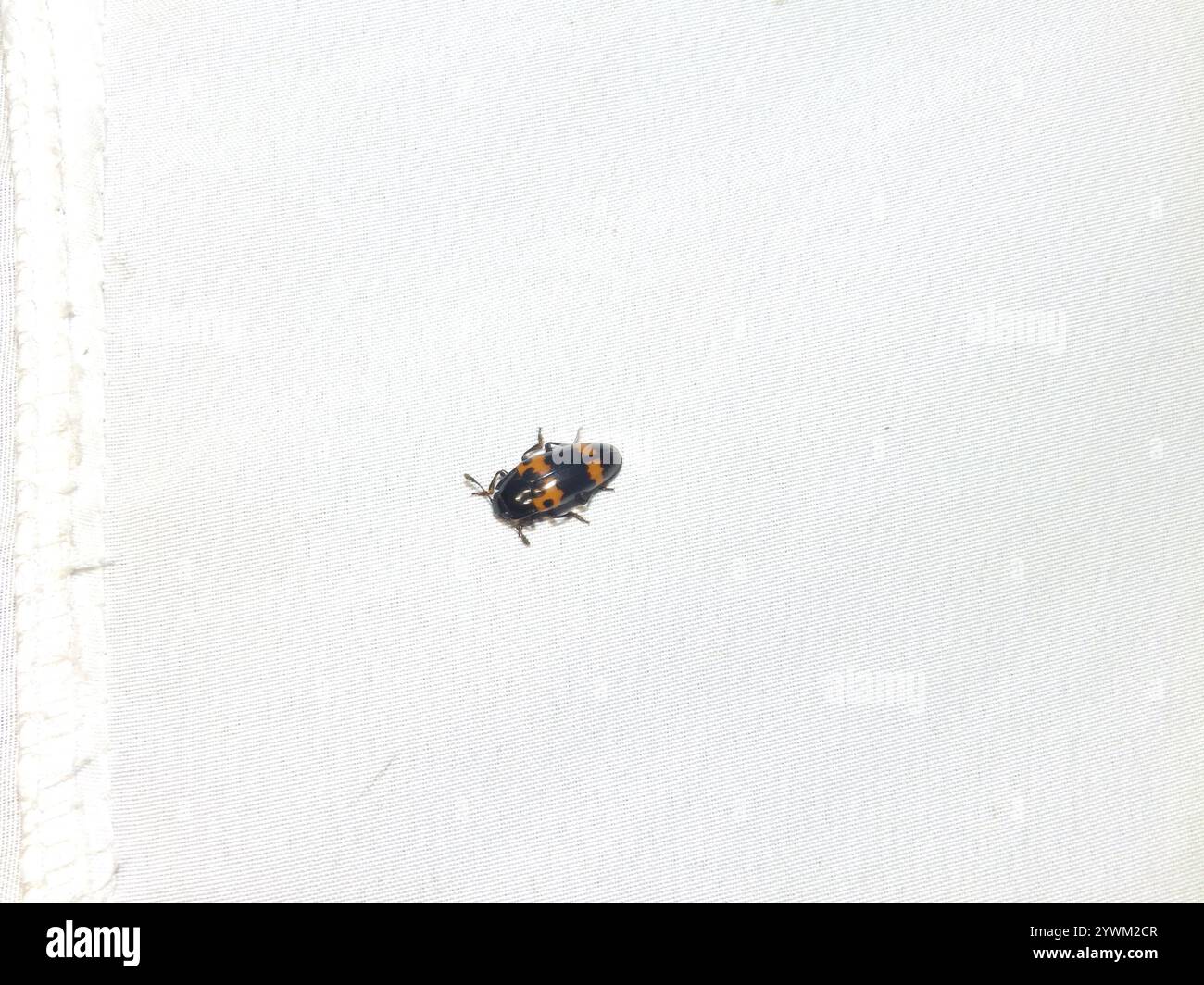 Red-banded Fungus Beetle (Megalodacne fasciata Stock Photo - Alamy