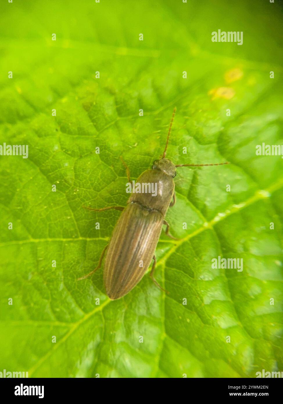 Lined Click Beetle (Agriotes lineatus Stock Photo - Alamy