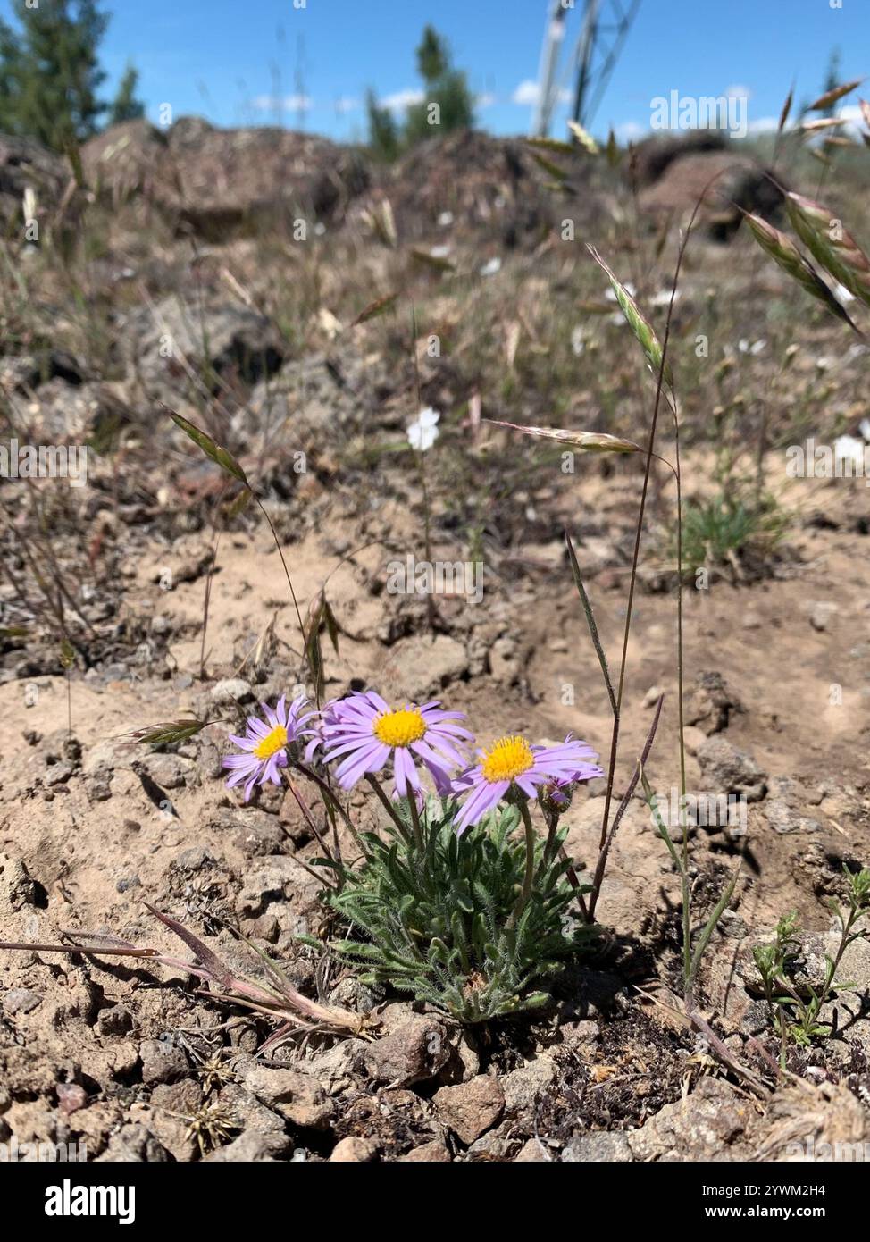 Hairy seed fleabane erigeron hi-res stock photography and images - Alamy