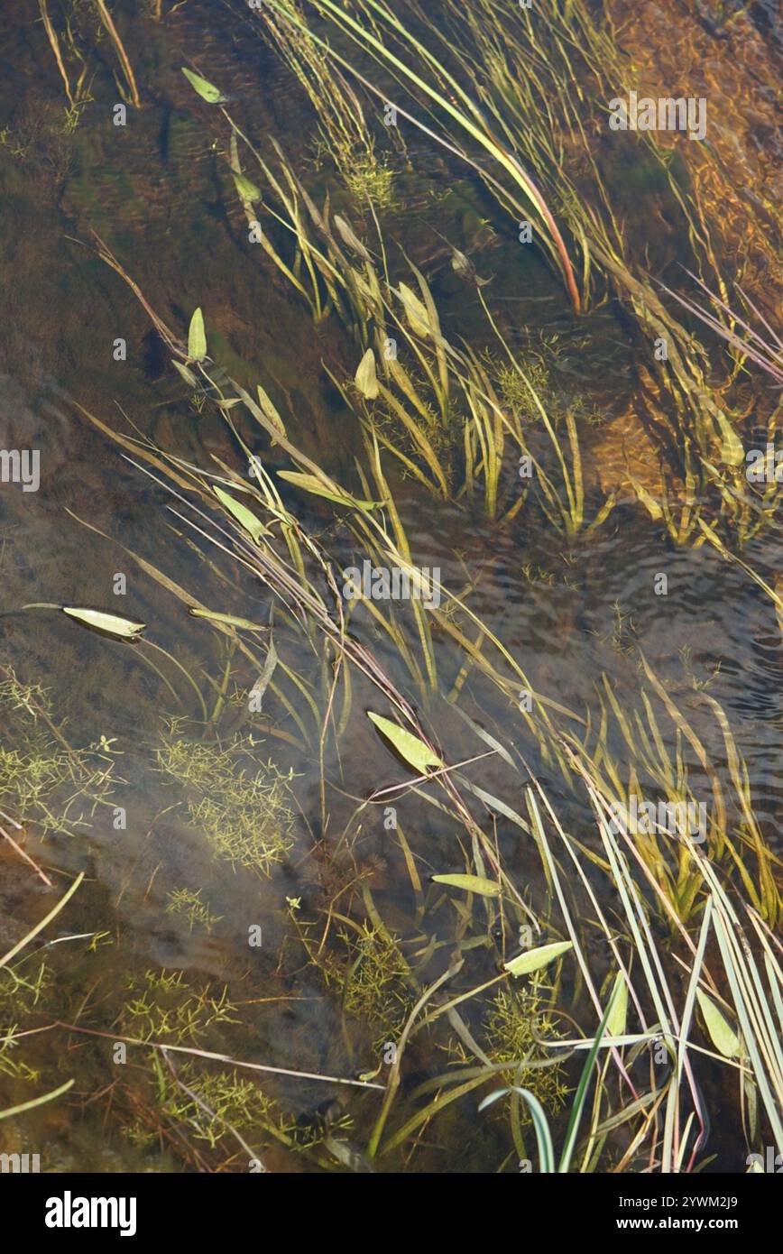 Sagittaria cuneata hi-res stock photography and images - Alamy