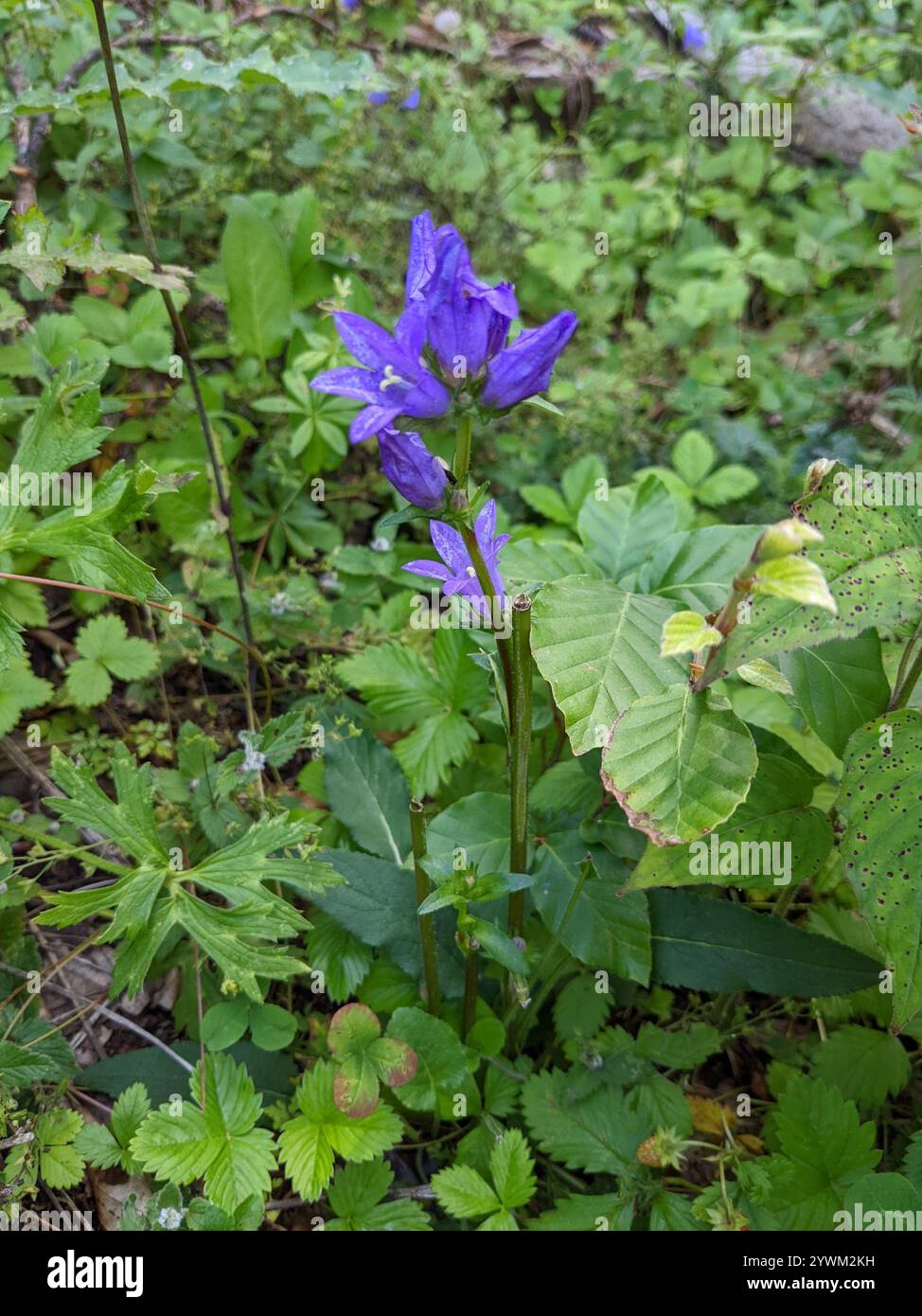 clustered bellflower (Campanula glomerata Stock Photo - Alamy