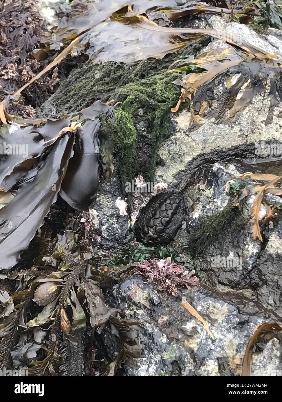 Black leather chiton hi-res stock photography and images - Alamy