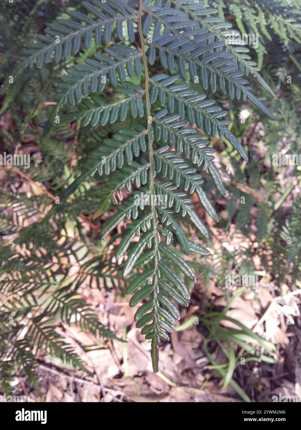 Austral Bracken (Pteridium esculentum Stock Photo - Alamy