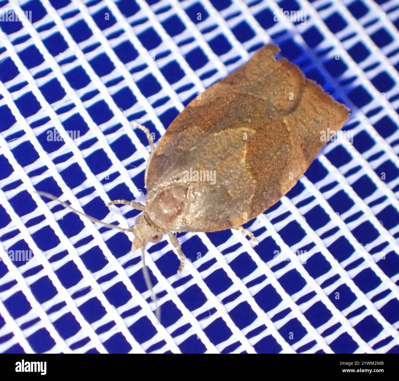 Dark Fruit-tree Tortrix (Pandemis heparana Stock Photo - Alamy