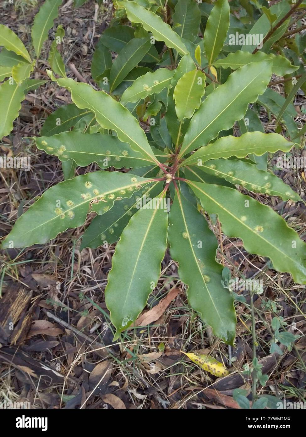 Australian Cheesewood (Pittosporum undulatum Stock Photo - Alamy