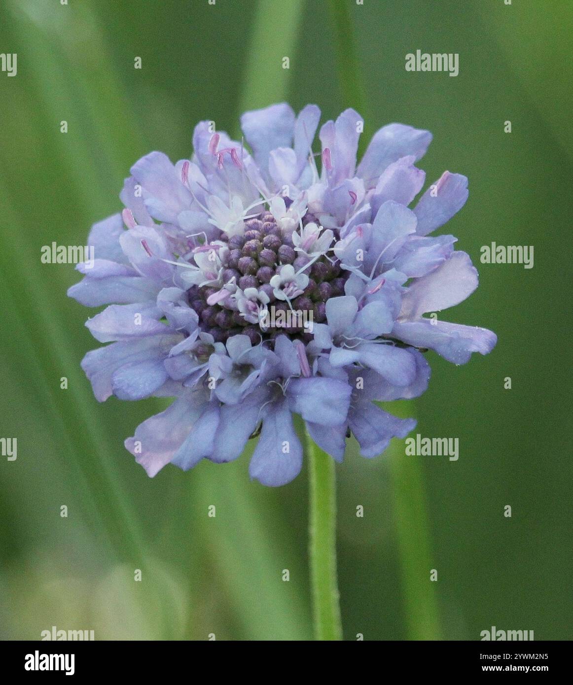 Small Scabious (Scabiosa columbaria Stock Photo - Alamy