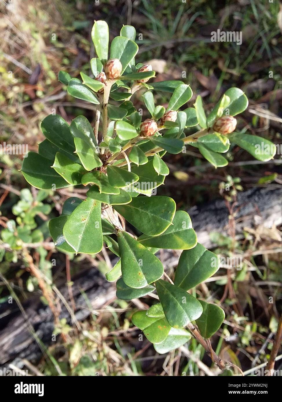 Large-leaf Bush Pea (Pultenaea daphnoides Stock Photo - Alamy