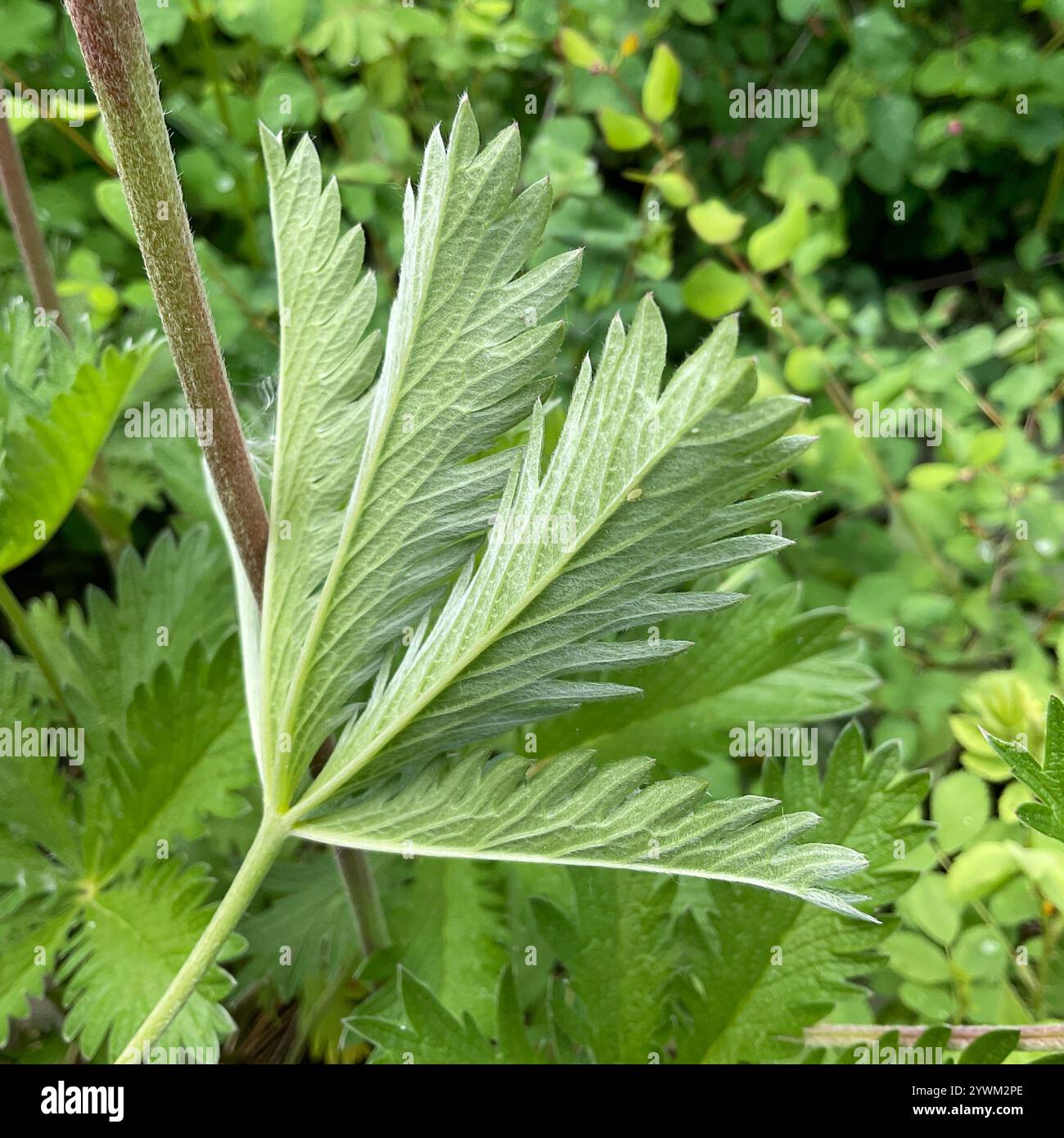 Slender cinquefoil hi-res stock photography and images - Alamy