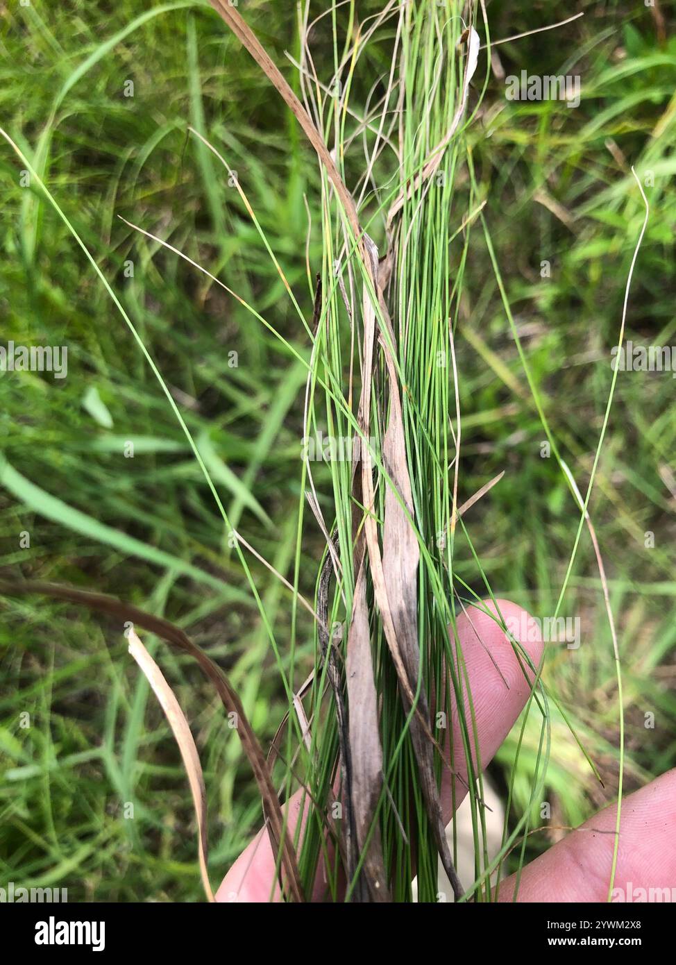 slender spike rush (Eleocharis tenuis verrucosa Stock Photo - Alamy