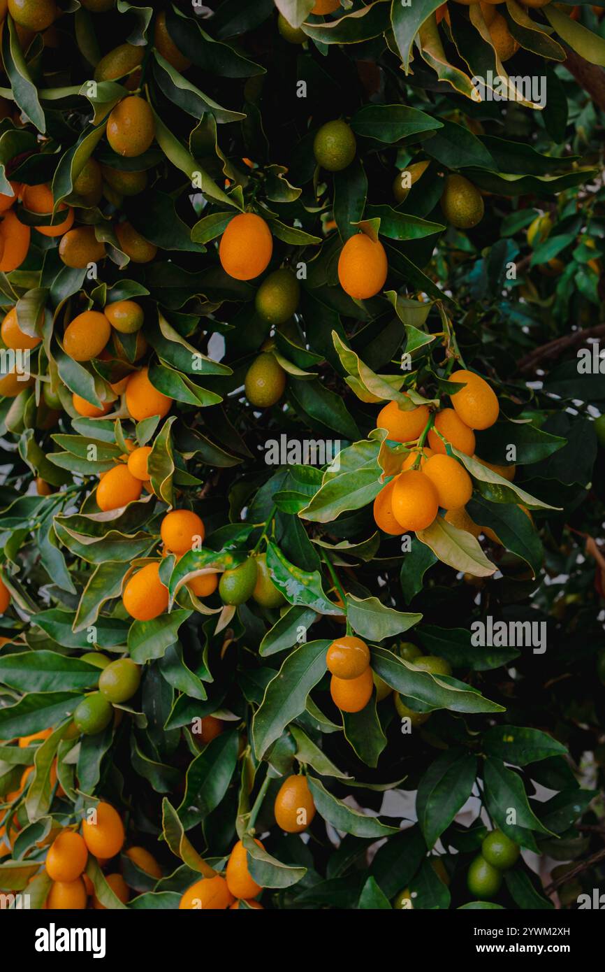 A rich harvest of kumquat on a tree. Ripe orange kumquat fruits hang on ...
