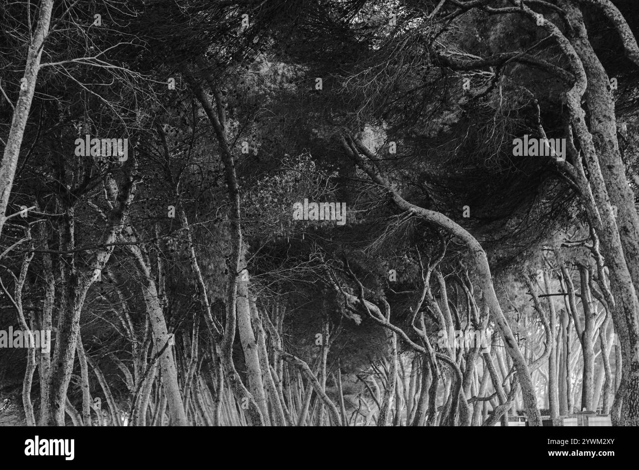 Curved tree trunks Black and White Stock Photos & Images - Alamy
