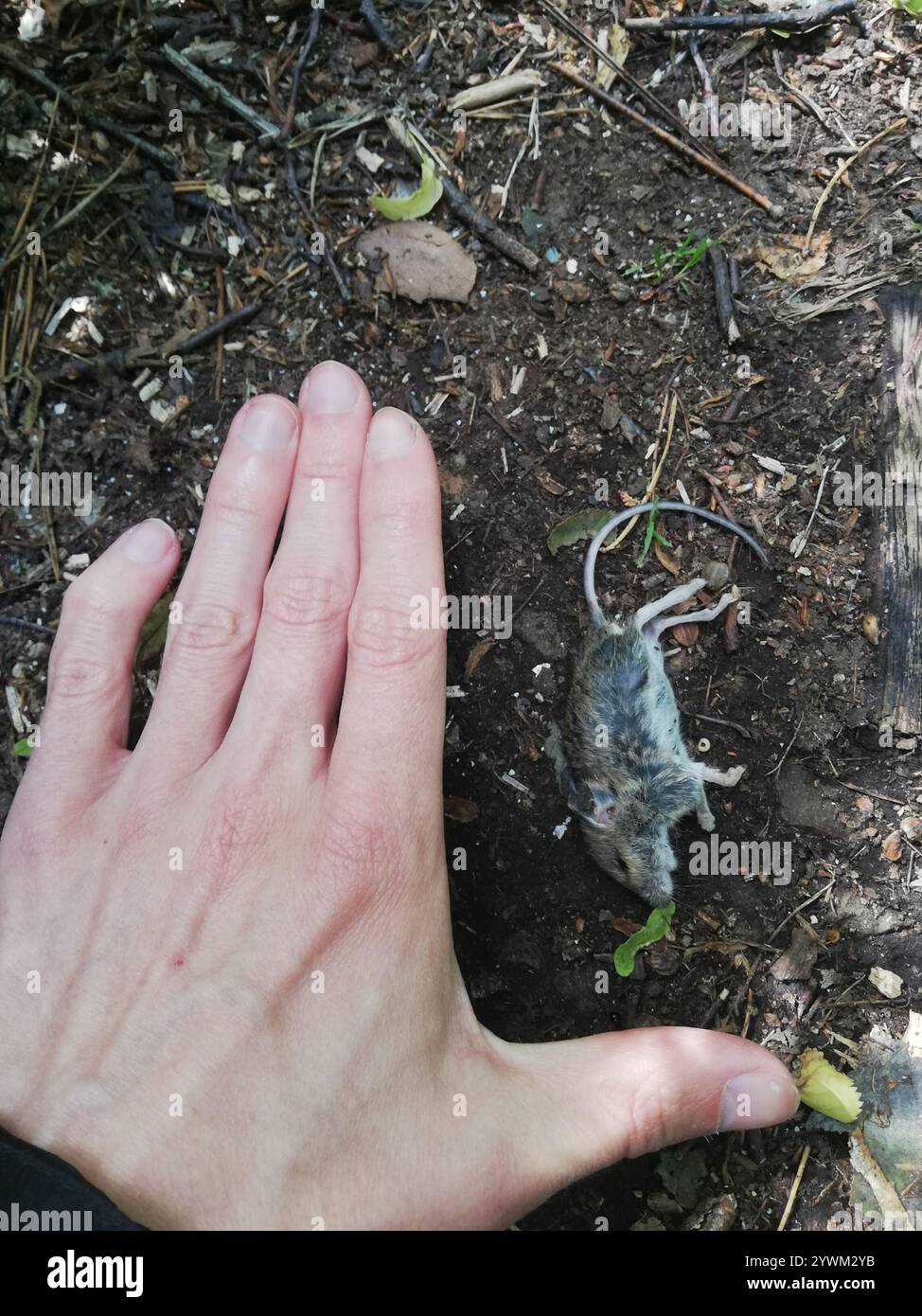 Old World Field Mice (Apodemus Stock Photo - Alamy