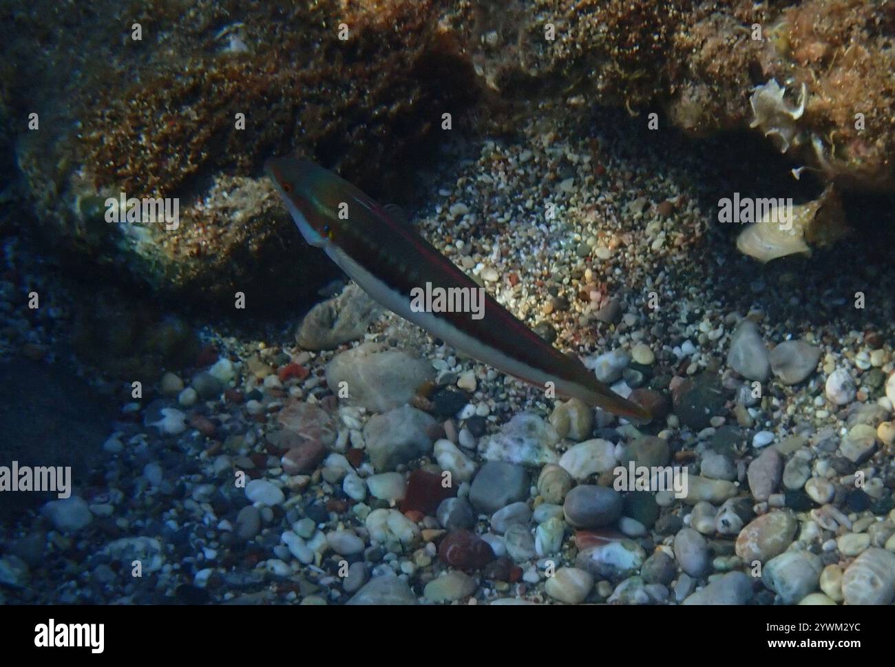 Mediterranean Rainbow Wrasse (Coris julis Stock Photo - Alamy