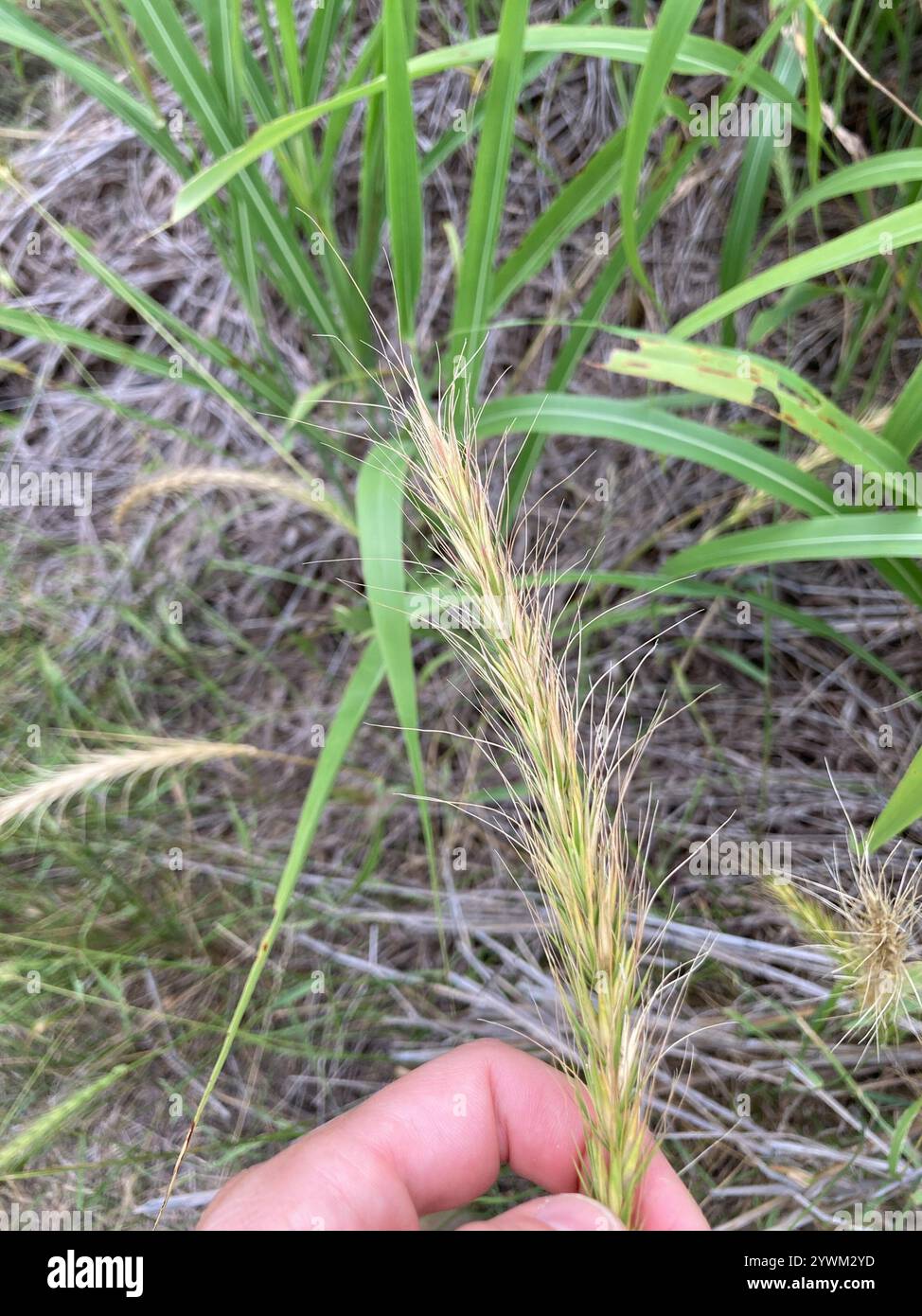 Canada wild rye (Elymus canadensis Stock Photo - Alamy