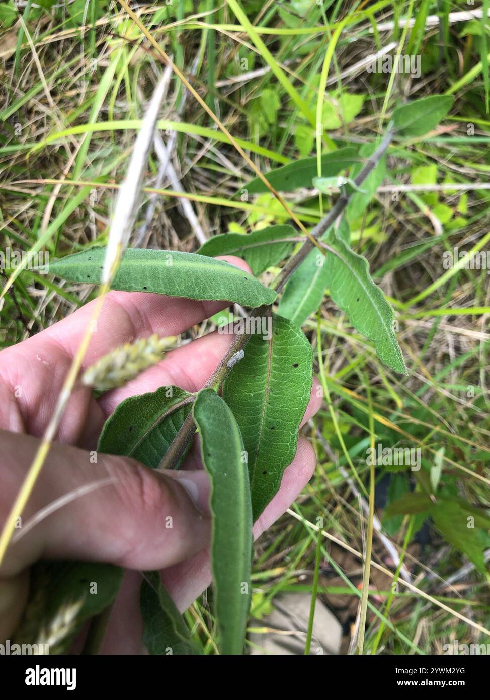 green comet milkweed (Asclepias viridiflora Stock Photo - Alamy
