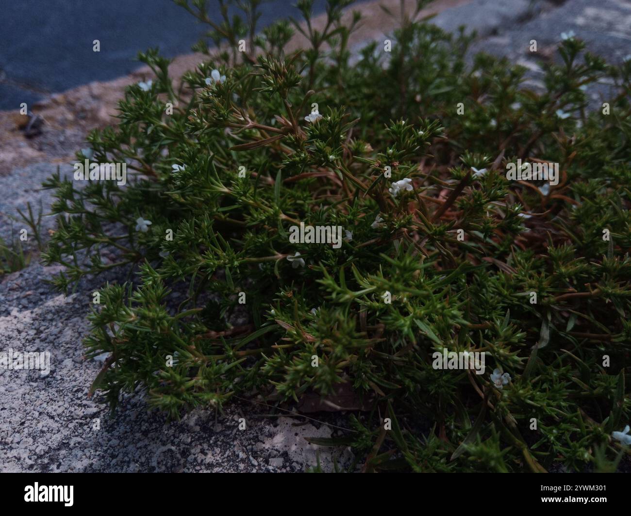 Rust Weed (Polypremum procumbens Stock Photo - Alamy