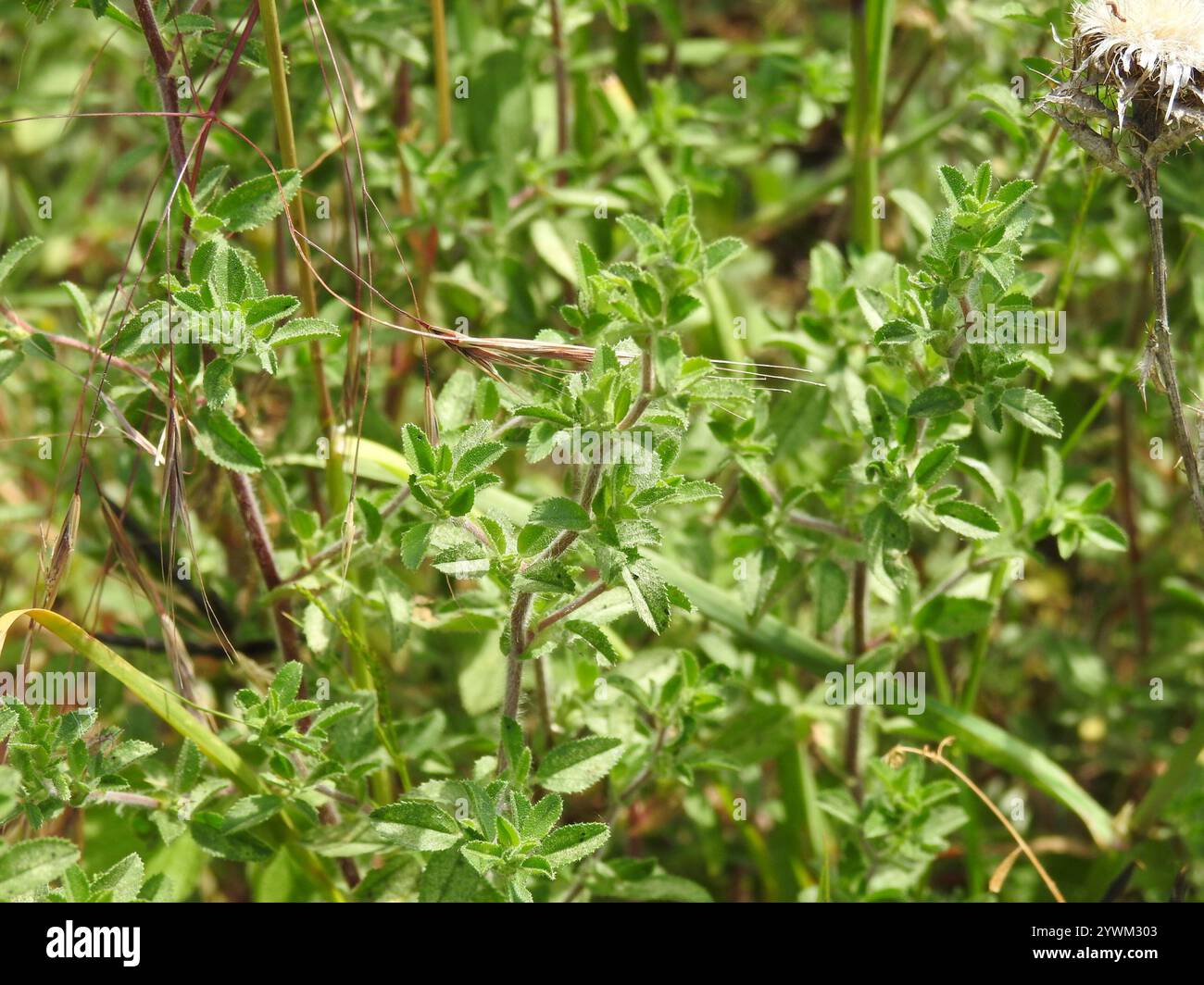 Spiny restharrow (Ononis spinosa Stock Photo - Alamy