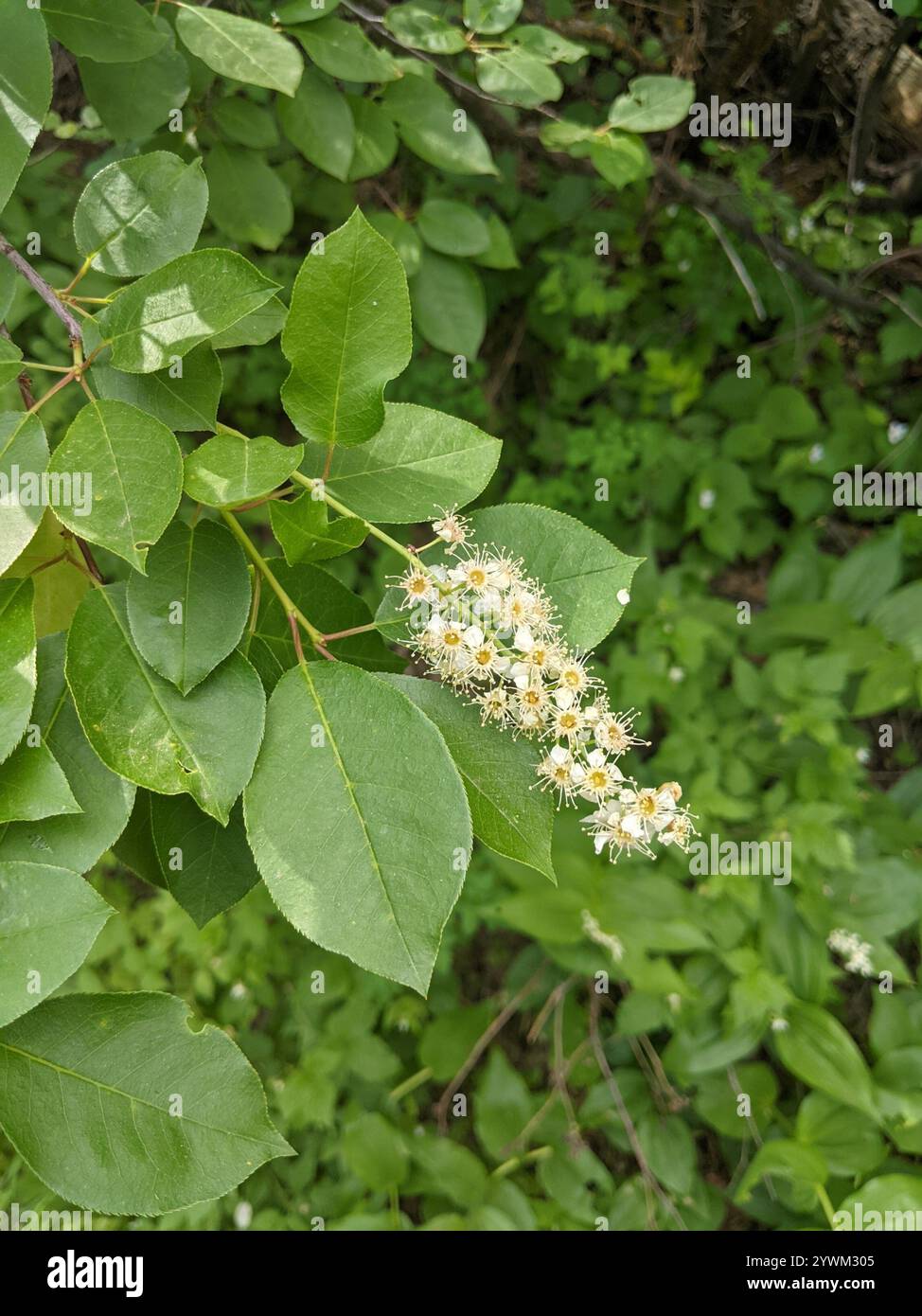 chokecherry (Prunus virginiana Stock Photo - Alamy