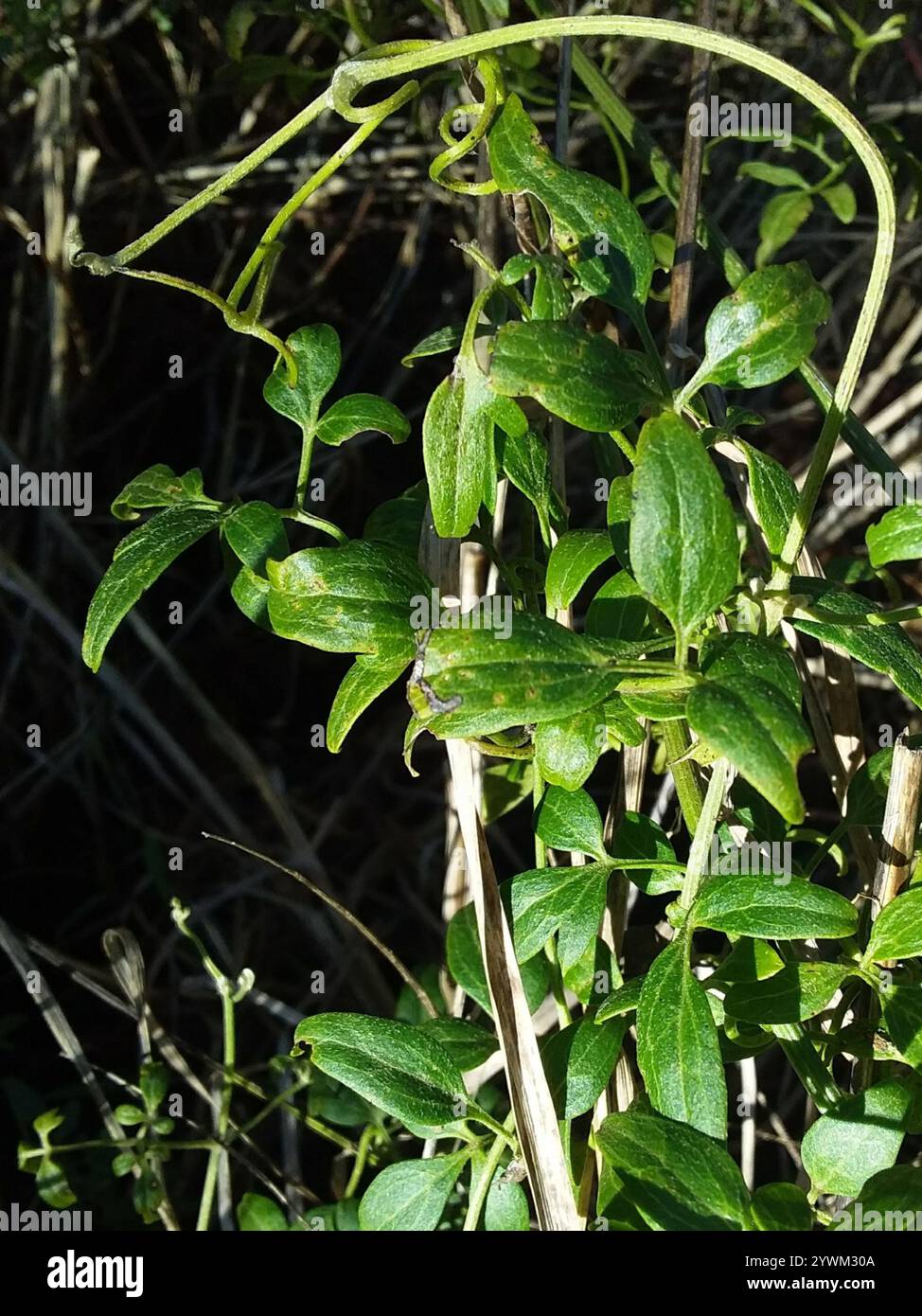 Small-leaved Clematis (Clematis microphylla Stock Photo - Alamy