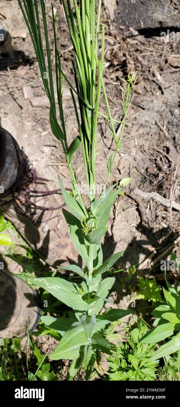 Tower Mustard (Turritis glabra Stock Photo - Alamy