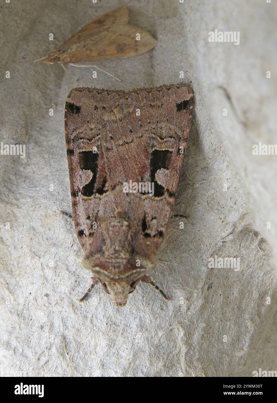 Double Square-spot (Xestia triangulum Stock Photo - Alamy