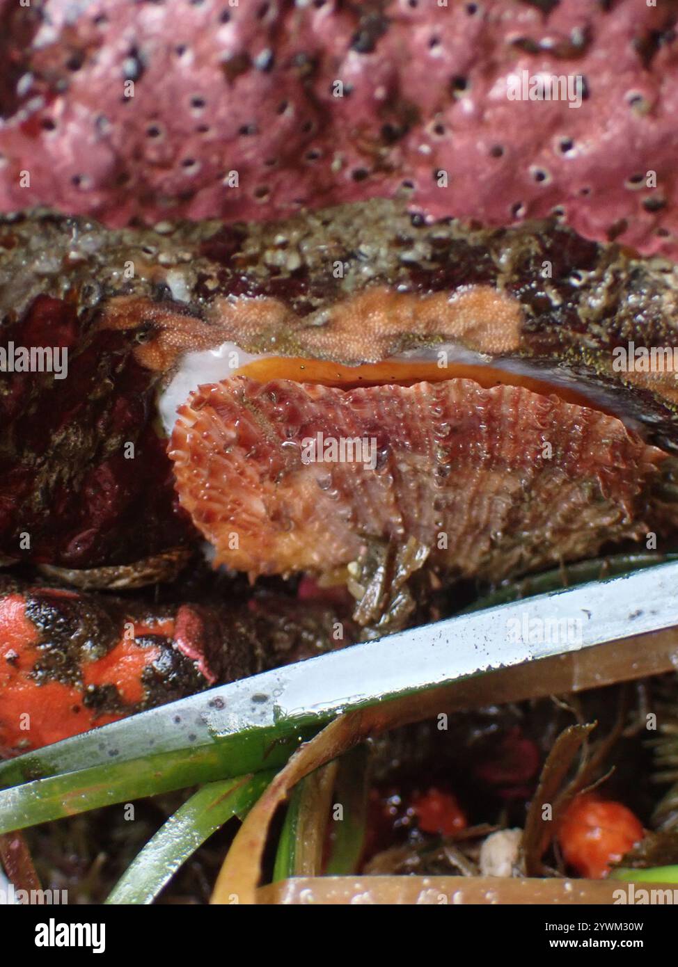 Giant Rock Scallop (Crassadoma gigantea Stock Photo - Alamy