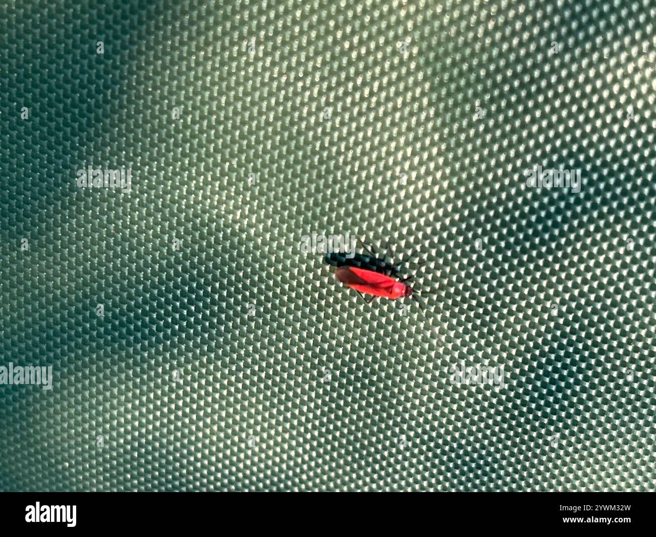 Scarlet Plant Bugs (Lopidea Stock Photo - Alamy