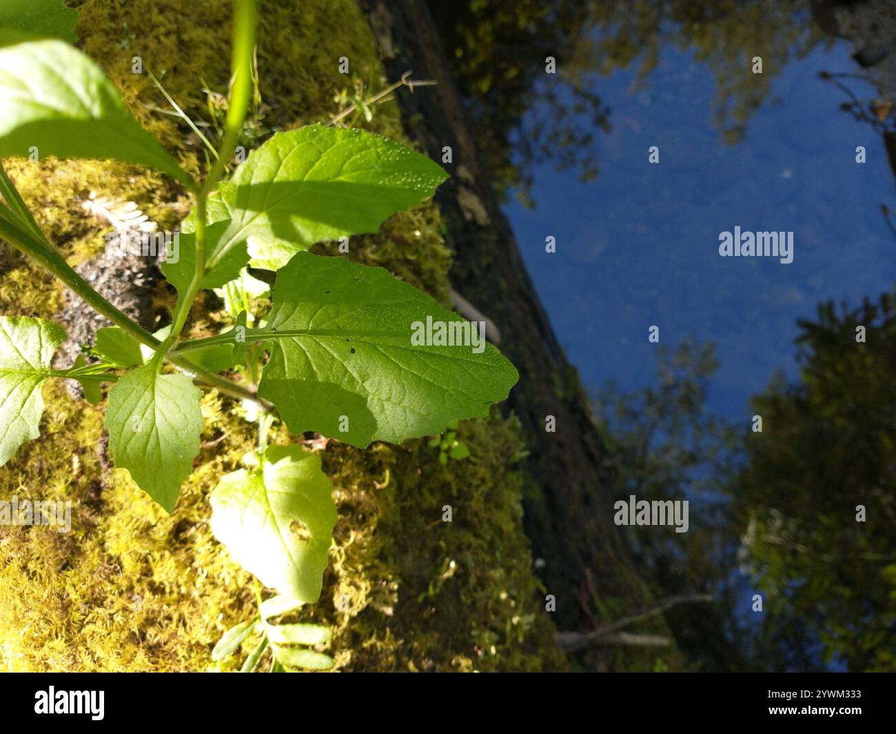 nipplewort (Lapsana communis Stock Photo - Alamy
