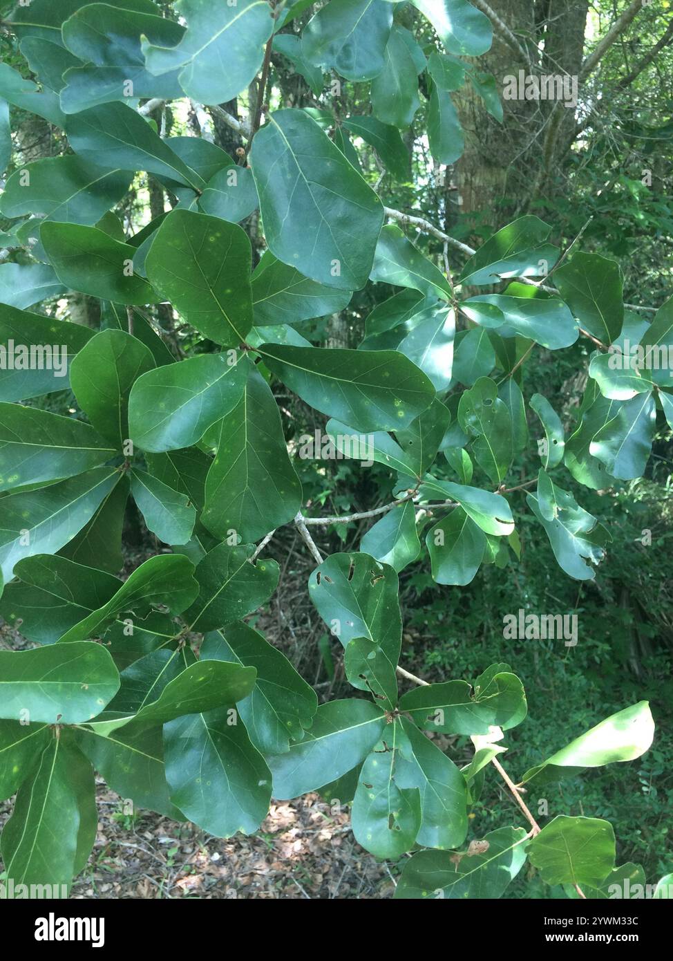 water oak (Quercus nigra Stock Photo - Alamy