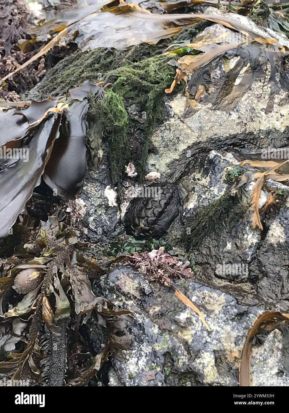 Black Leather Chiton (Katharina tunicata Stock Photo - Alamy