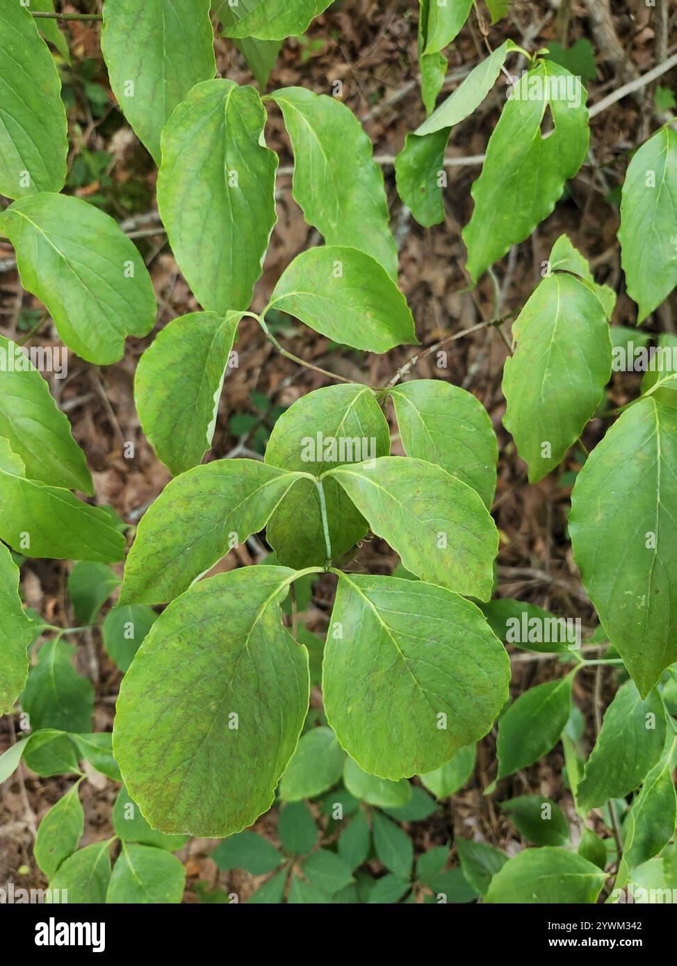 Bigleaf Snowbell (Styrax grandifolius Stock Photo - Alamy