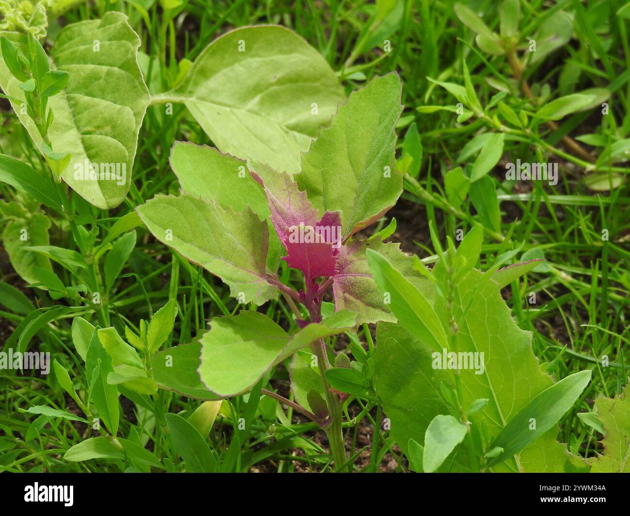 Tree spinach (Chenopodium giganteum Stock Photo - Alamy