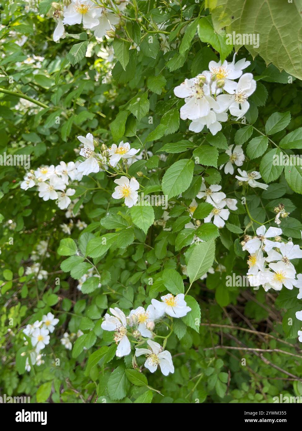 multiflora rose (Rosa multiflora Stock Photo - Alamy