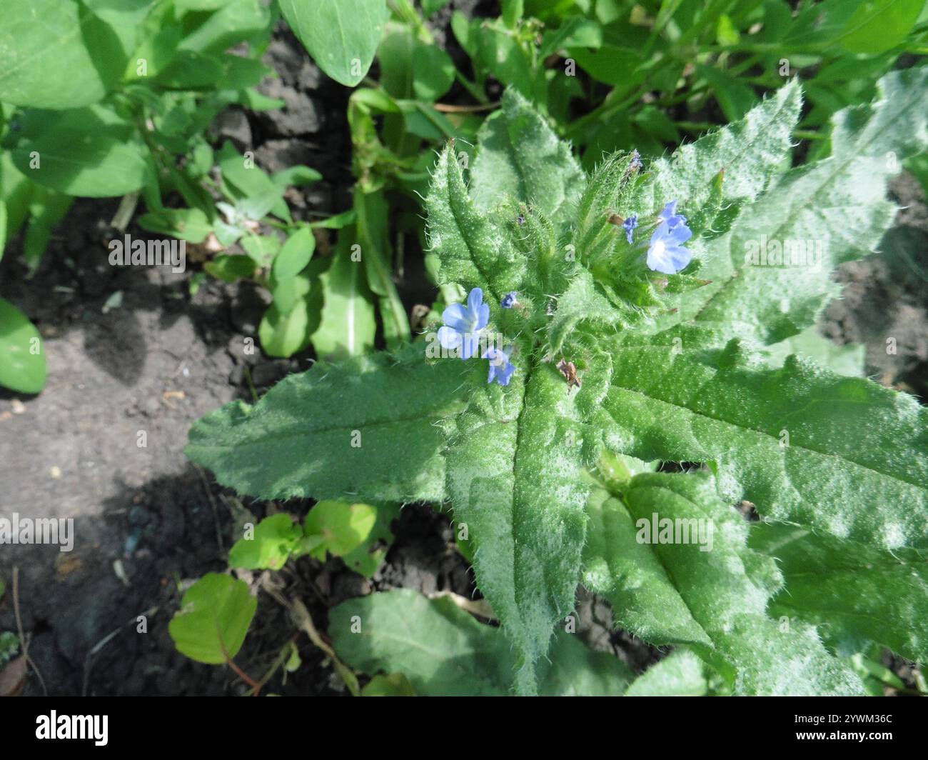 small bugloss (Anchusa arvensis Stock Photo - Alamy