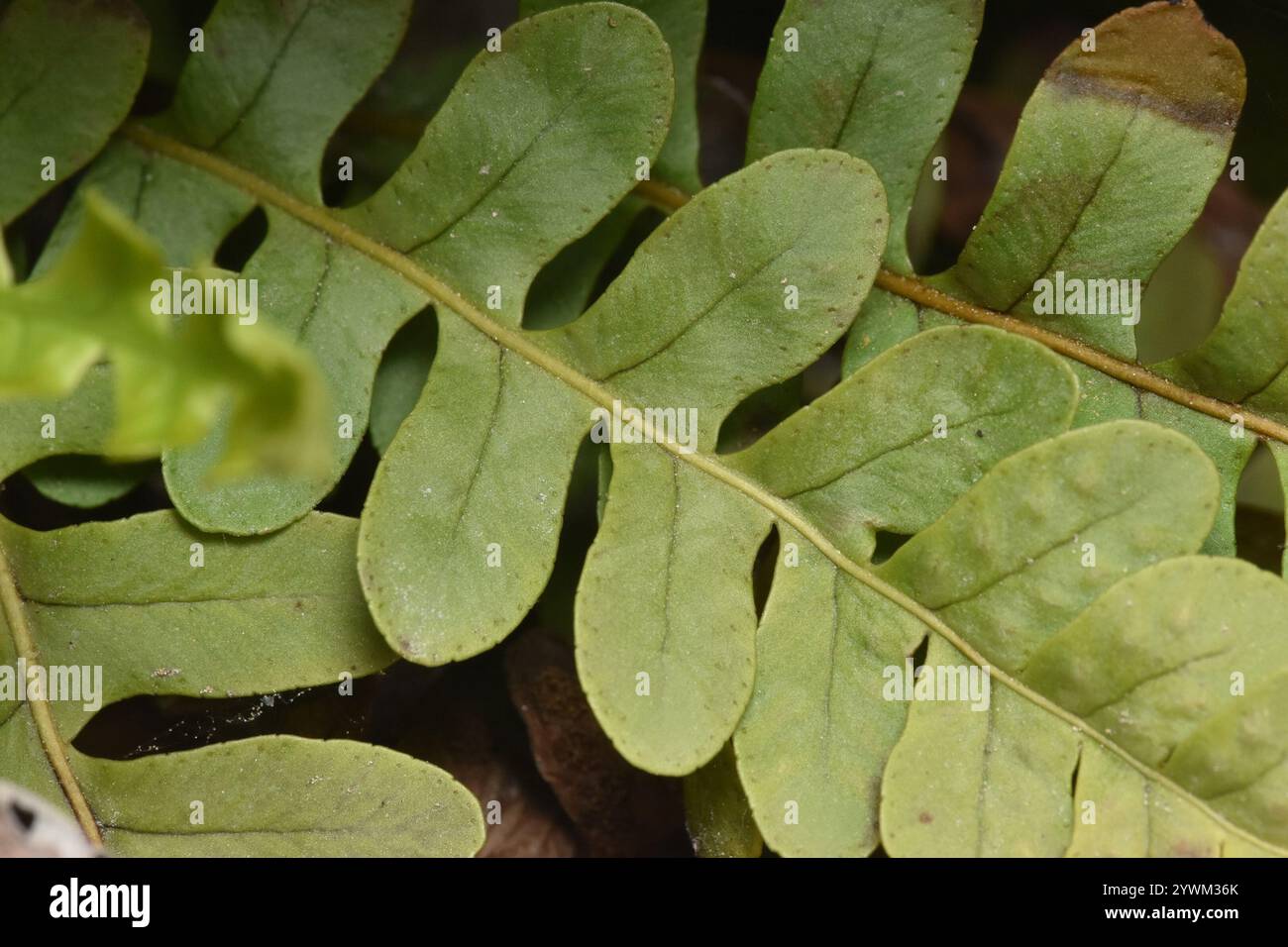 western polypody (Polypodium hesperium Stock Photo - Alamy