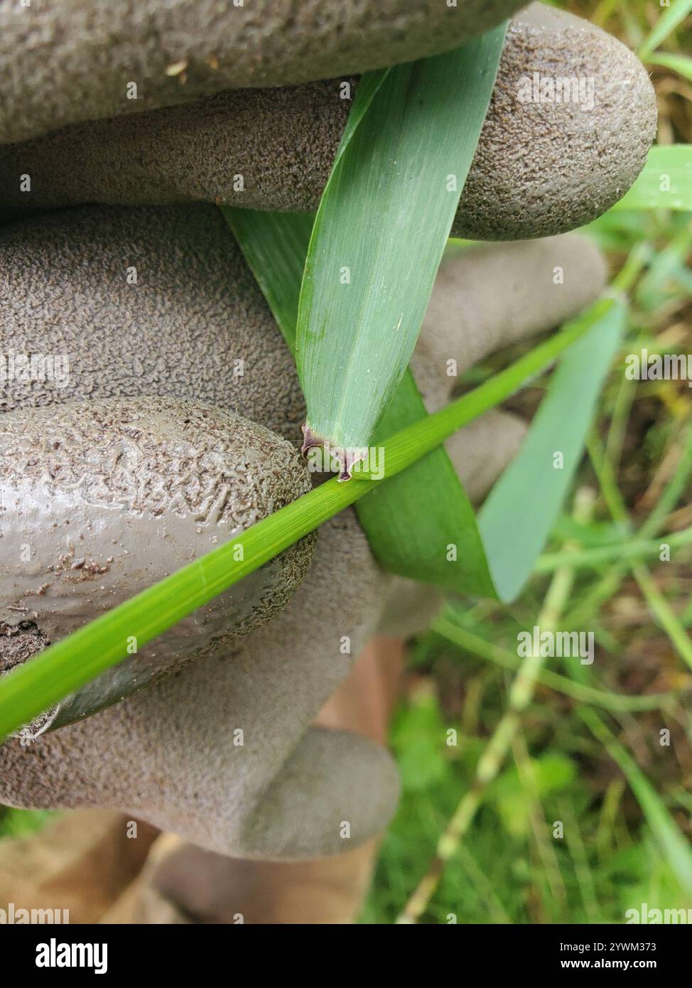 blue wild rye (Elymus glaucus Stock Photo - Alamy