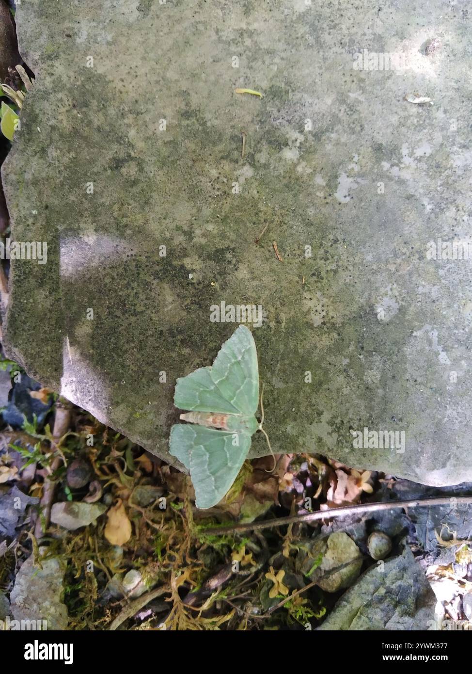 Common Emerald (Hemithea aestivaria Stock Photo - Alamy