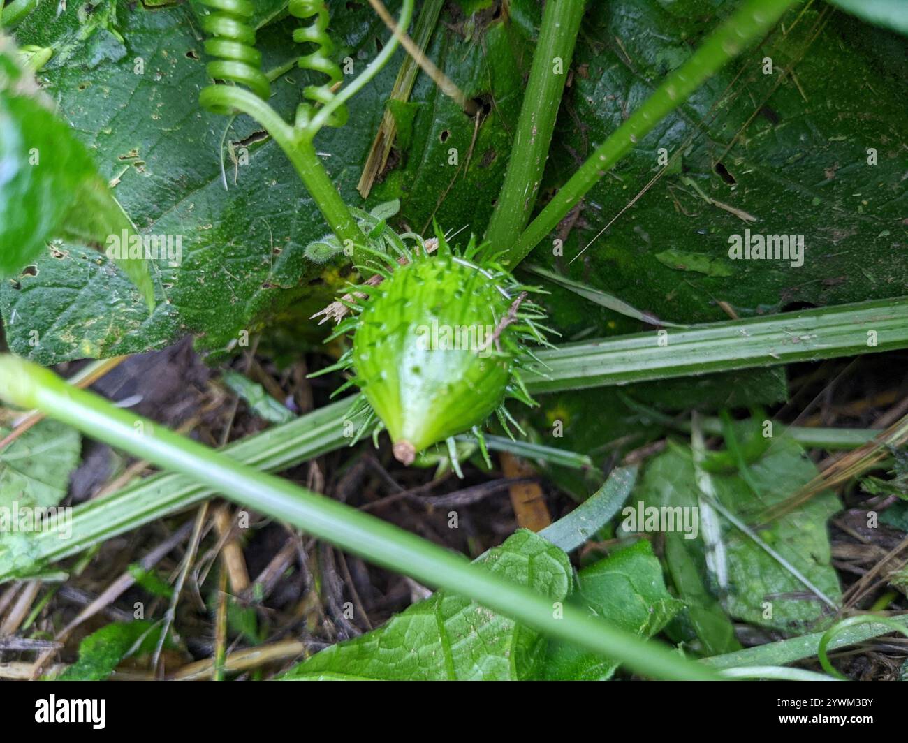 coastal manroot (Marah oregana Stock Photo - Alamy