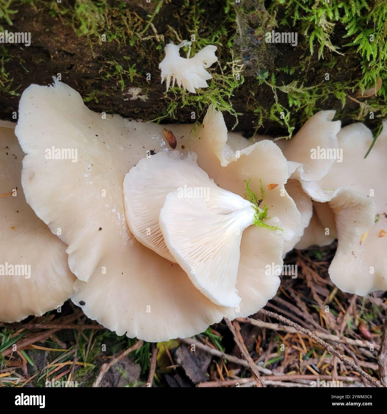 pale oyster (Pleurotus pulmonarius Stock Photo - Alamy