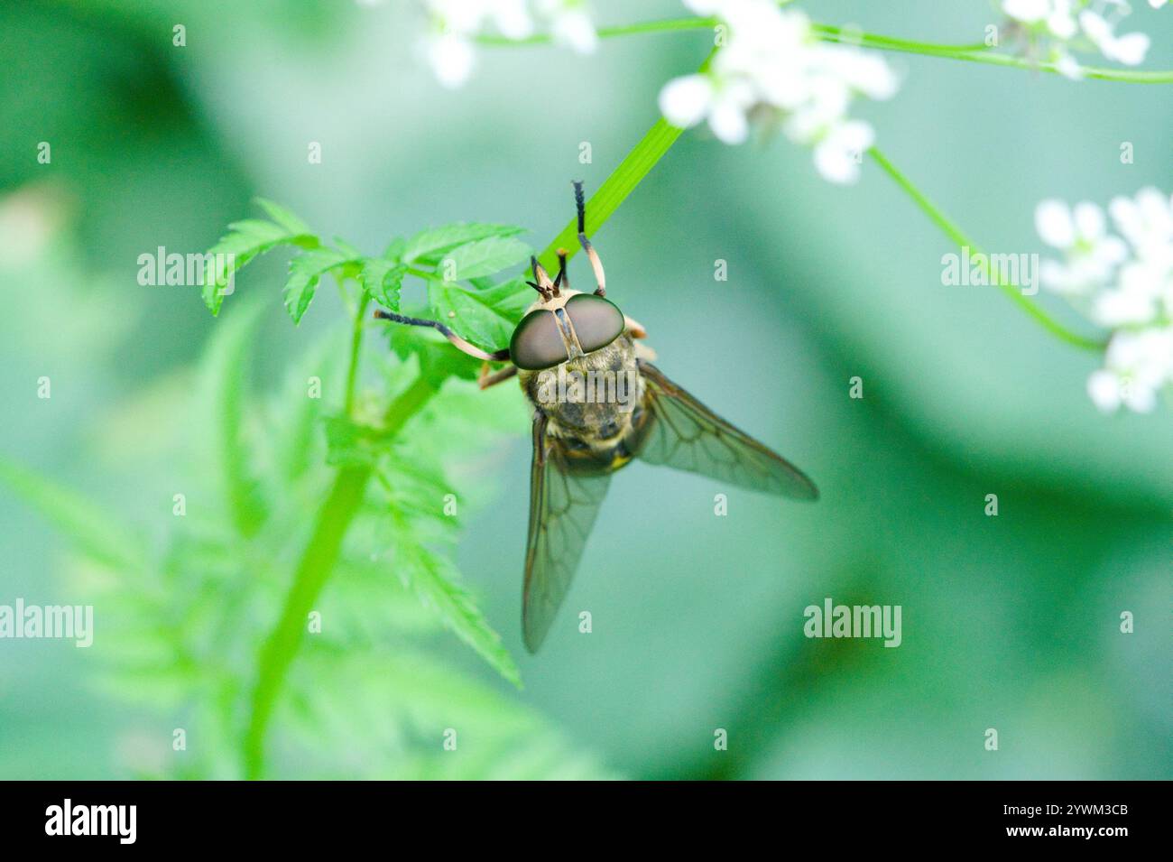 Dark Giant Horse Fly (Tabanus sudeticus Stock Photo - Alamy