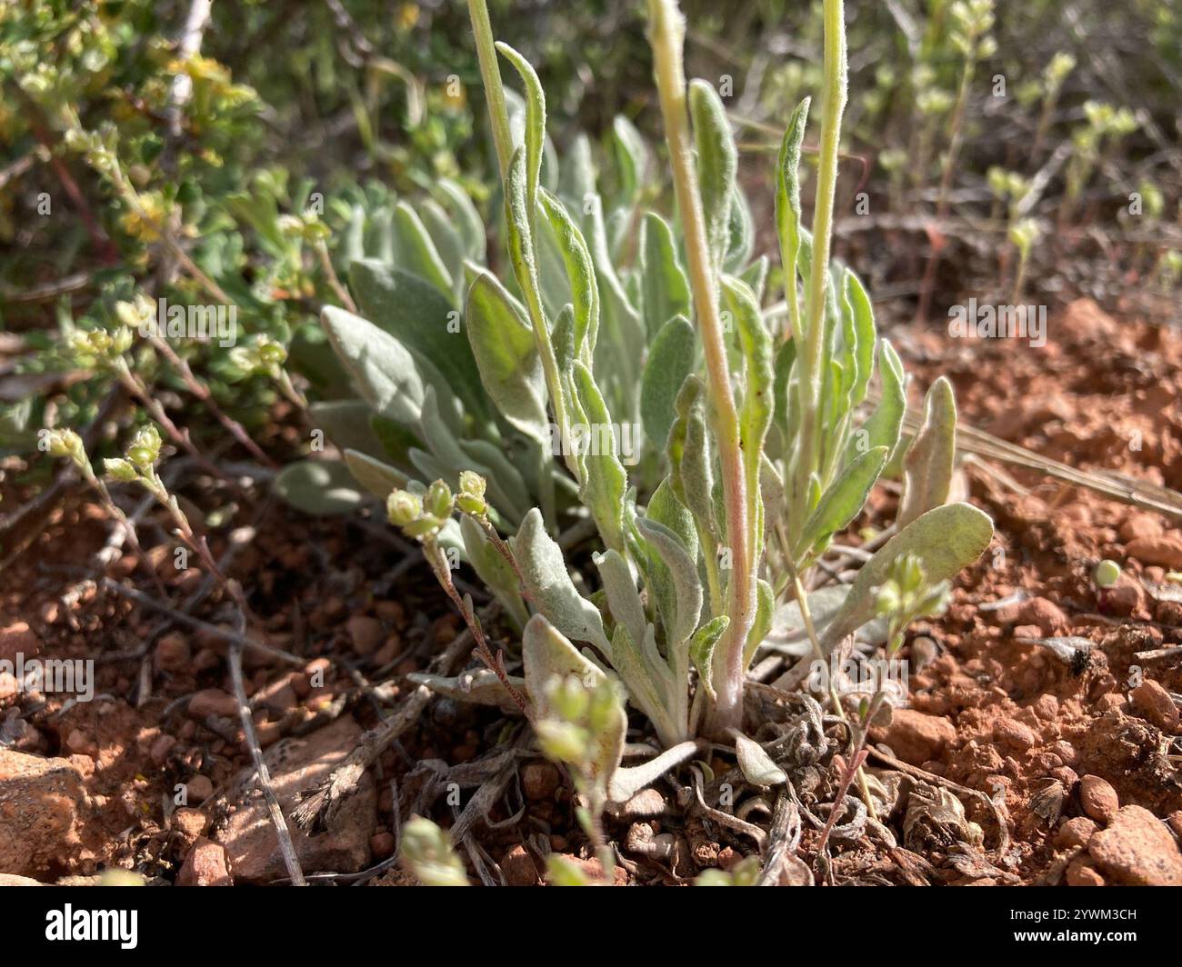 woolly groundsel (Packera cana Stock Photo - Alamy