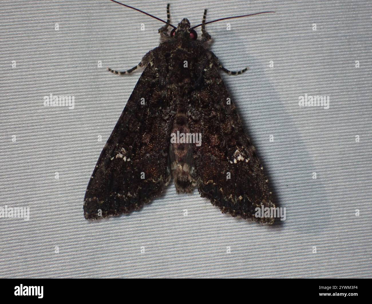 Yellow-headed Cutworm Moth (Apamea amputatrix Stock Photo - Alamy