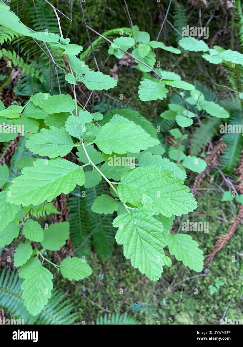 Ocean spray (Holodiscus discolor Stock Photo - Alamy