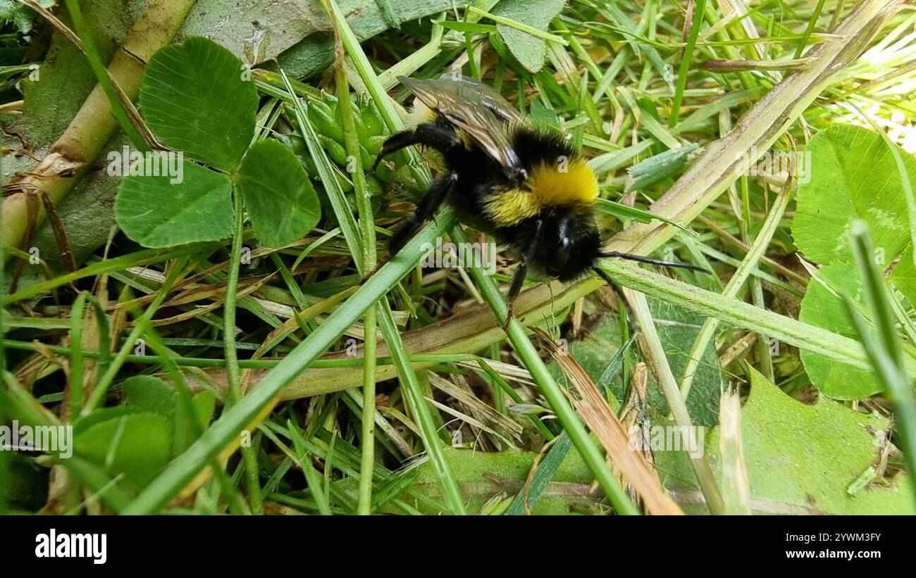 Bumble Bees (Bombus Stock Photo - Alamy