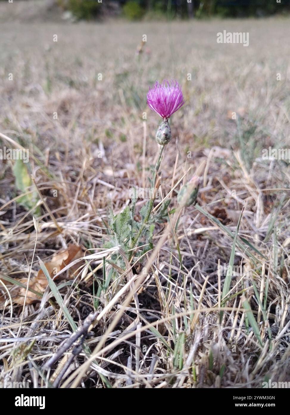 dagger flower (Mantisalca salmantica Stock Photo - Alamy