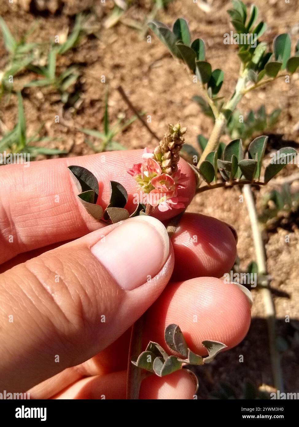 Creeping Indigo (Indigofera spicata Stock Photo - Alamy