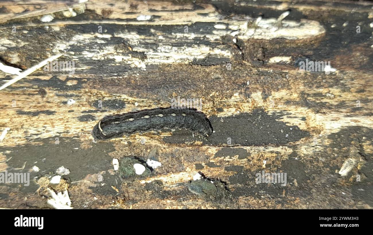 Variegated cutworm moth hi-res stock photography and images - Alamy